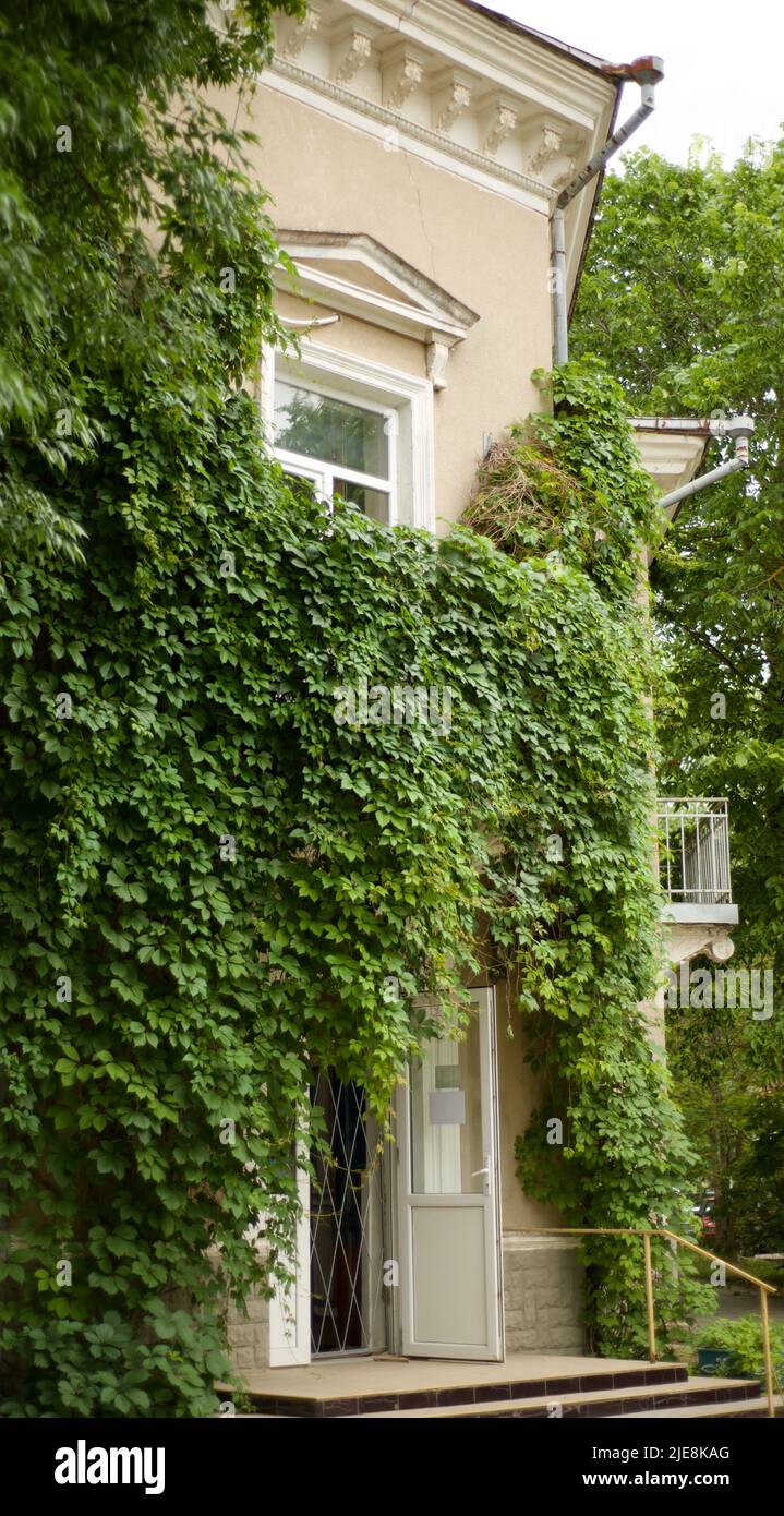 The entrance is entwined with vines. Old building with ivy. Open door ...