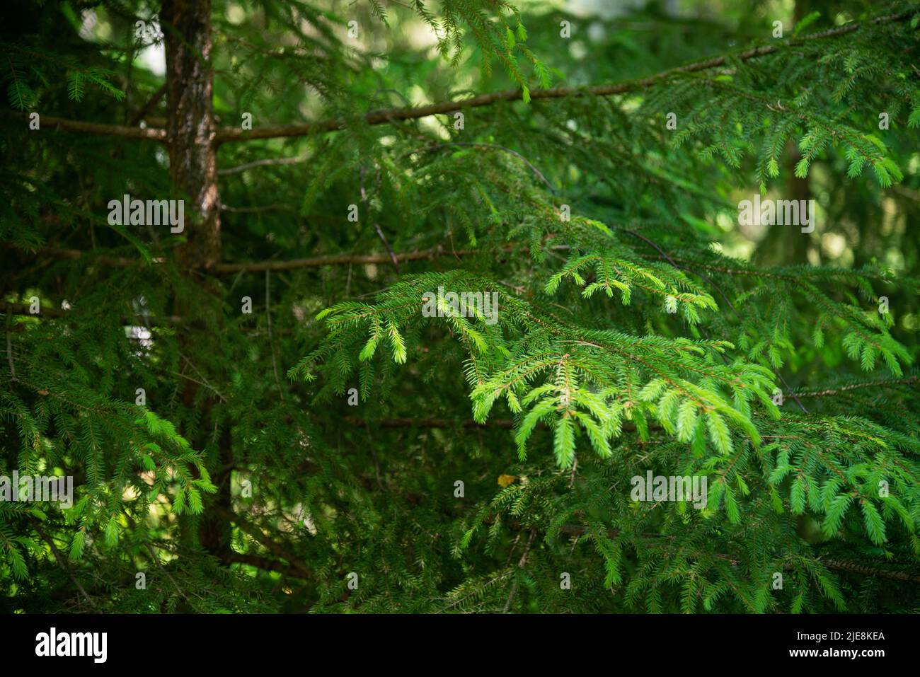 Soft focus and close up of the branches of a green spruce against the ...