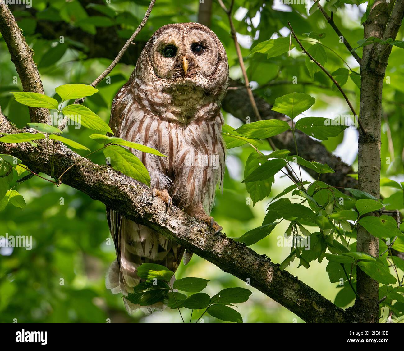 Barred Owl on a Perch Stock Photo - Alamy