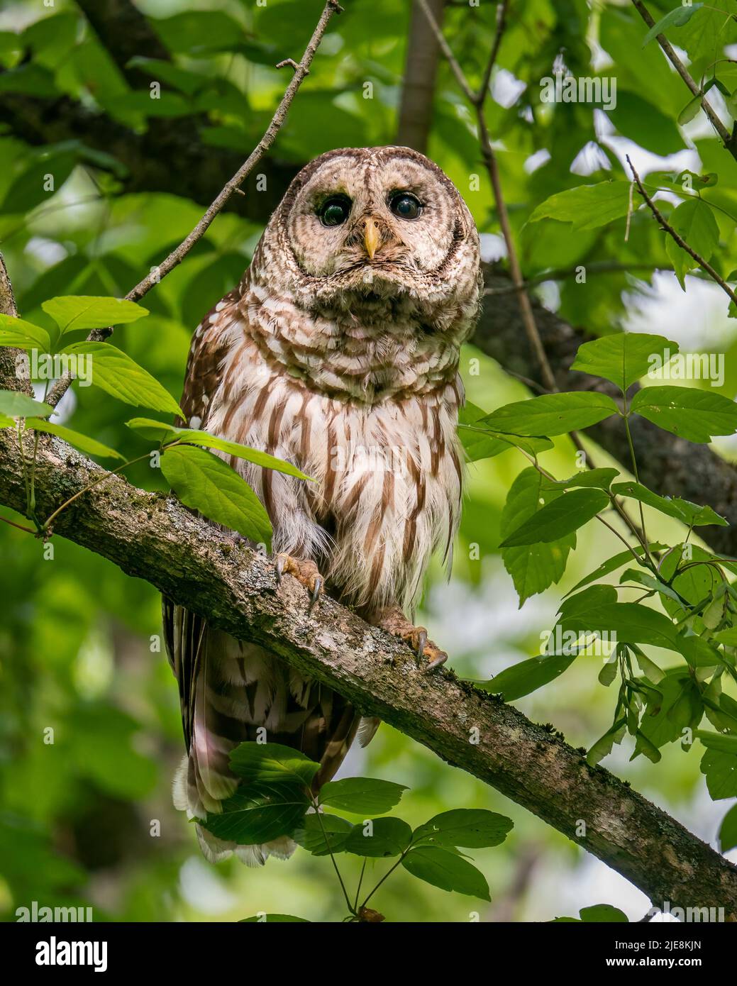 Raptor owl hi-res stock photography and images - Alamy