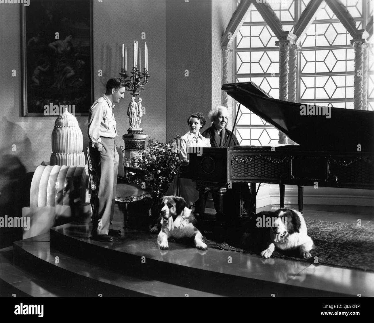 St bernard dogs hi-res stock photography and images - Alamy