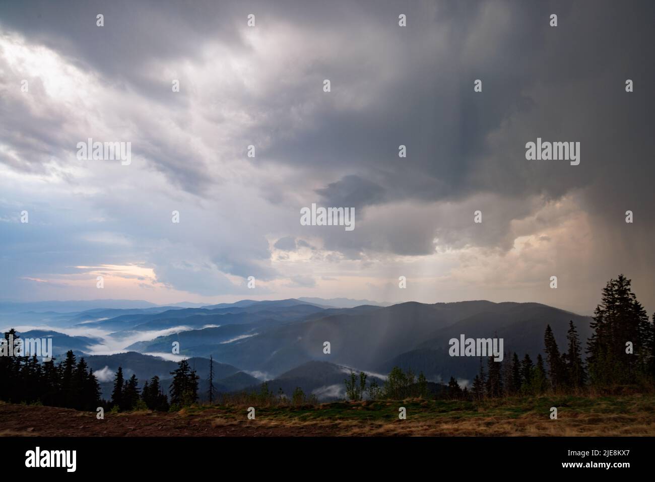 Flying over large pine forest hi-res stock photography and images - Alamy