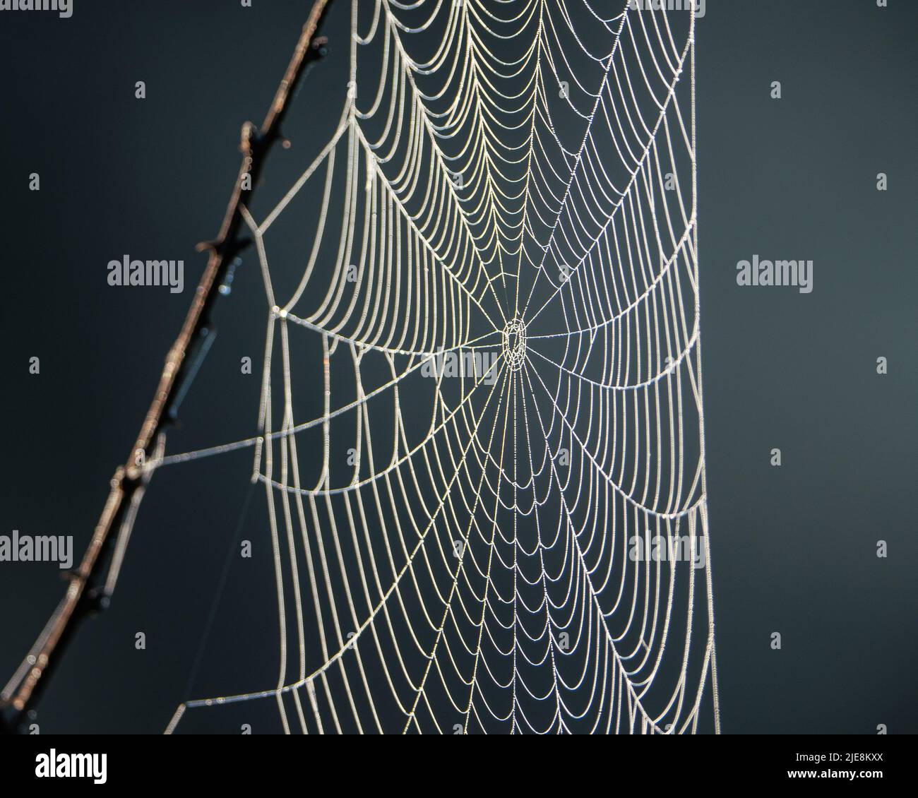Spider Web Reflecting Early Morning Sunlight Stock Photo - Alamy