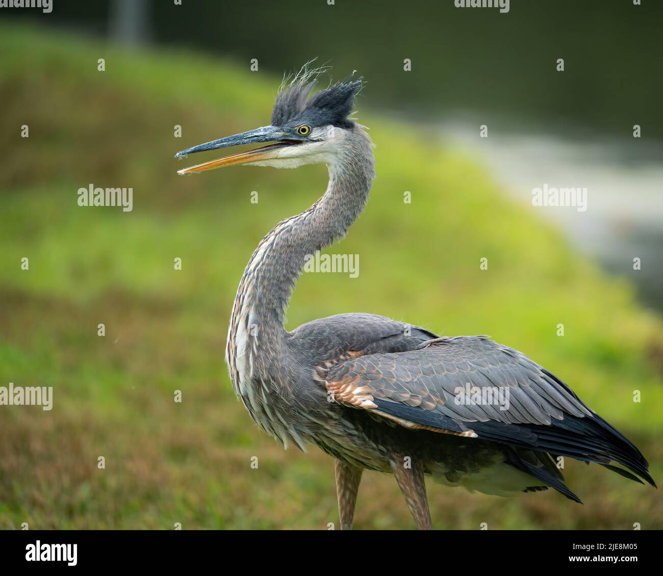 An Immature Great Blue Heron Stock Photo - Alamy