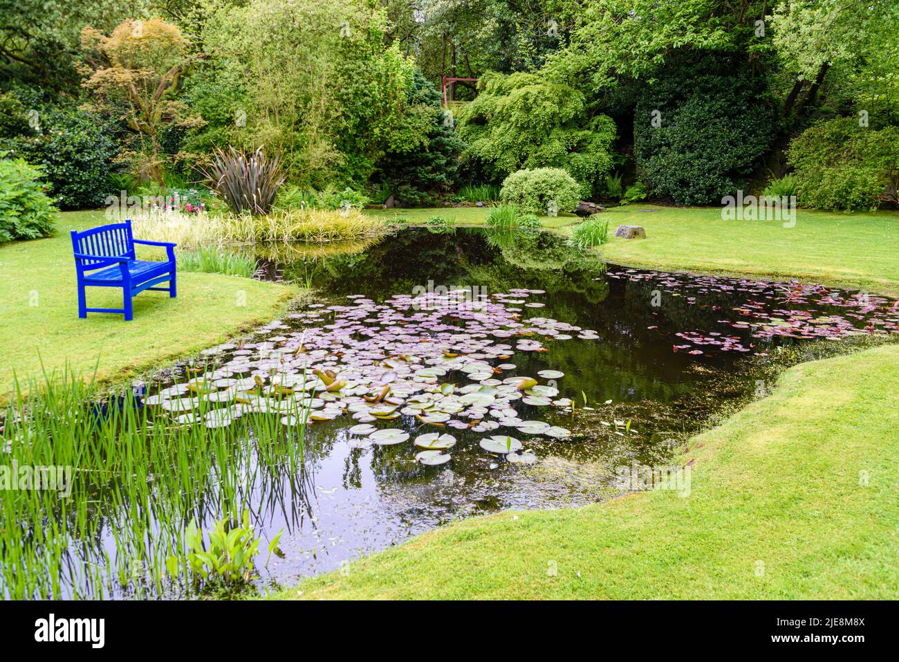 Blue bench beside a garden pond with water lilies Stock Photo - Alamy