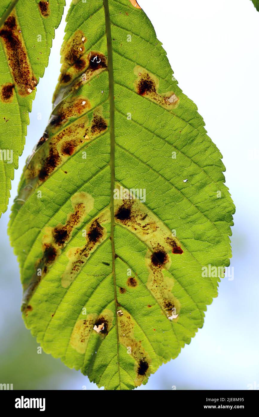 Common horse-chestnut (Aesculus hippocastanum) leaves damaged by horse ...