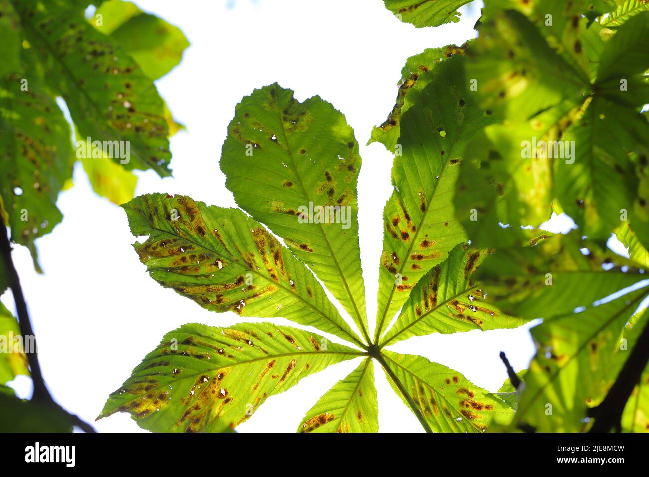 Common horse-chestnut (Aesculus hippocastanum) leaves damaged by horse ...