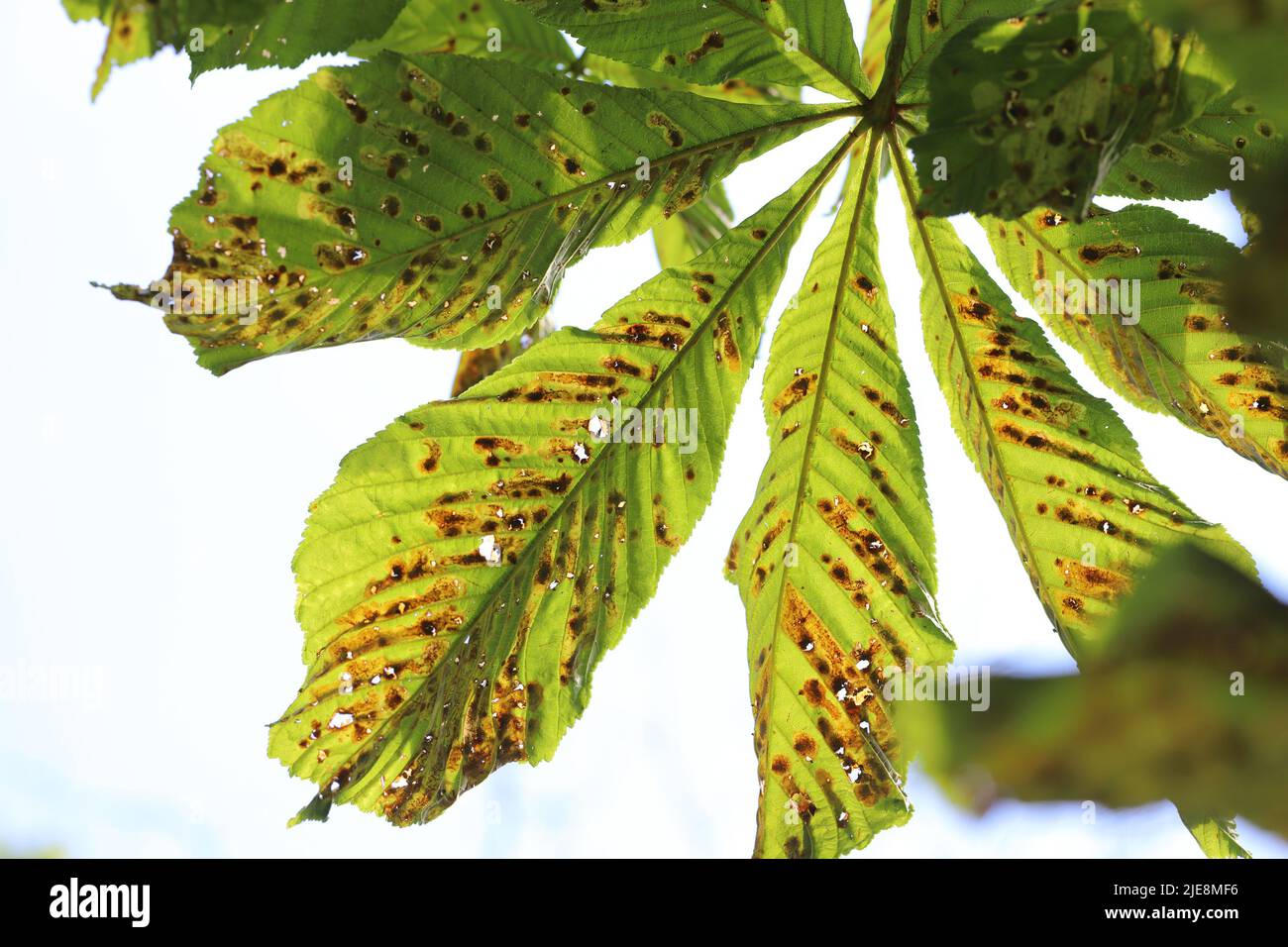 Common horse-chestnut (Aesculus hippocastanum) leaves damaged by horse ...