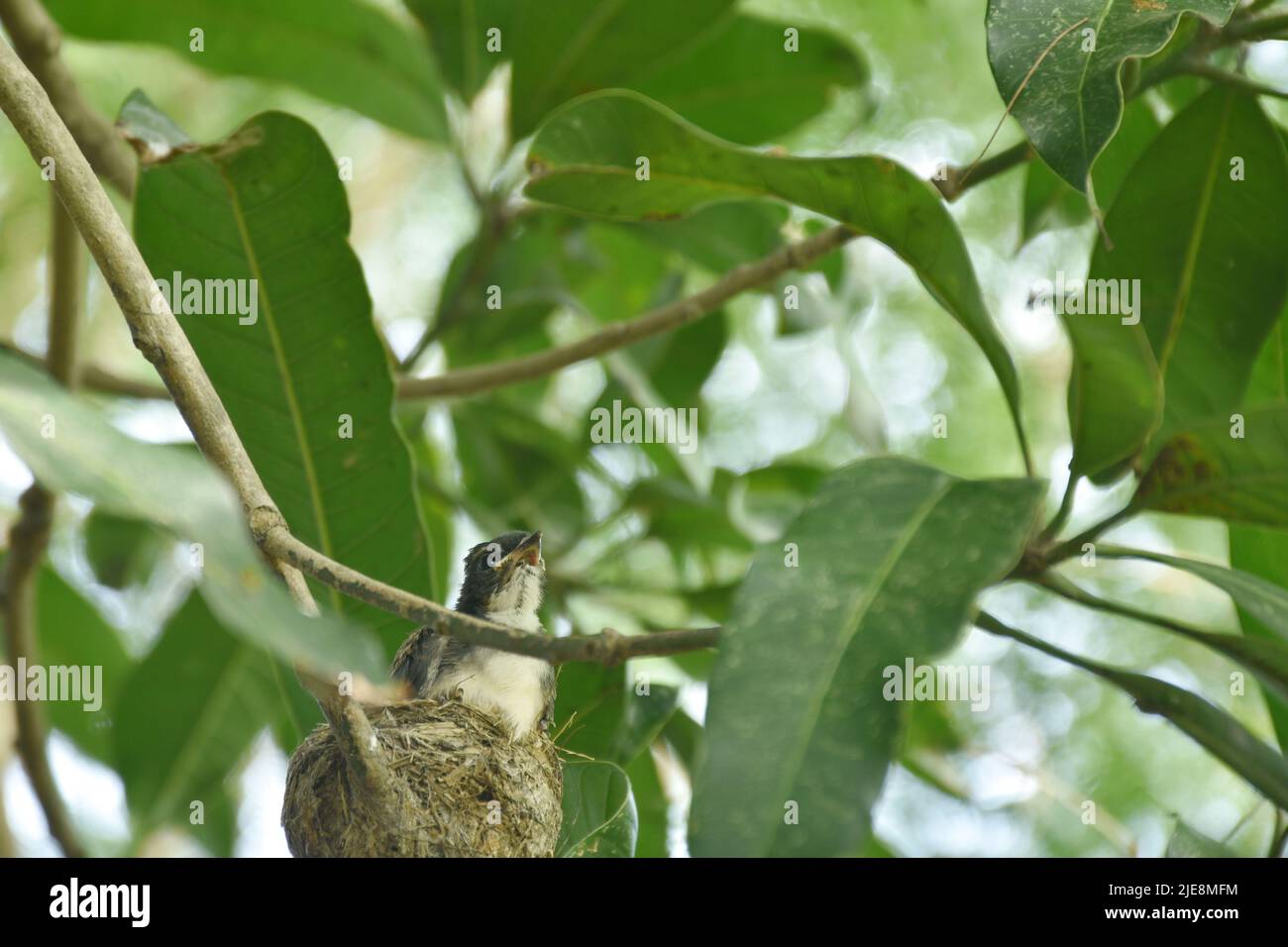 baby white throat fantail bird feeding by father and mother feeding in ...