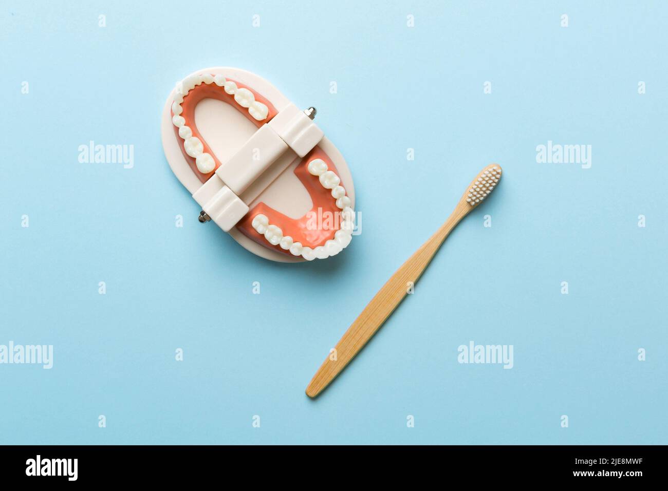 Closeup model of a human jaw with white teeth and Toothbrush. Dentistry ...