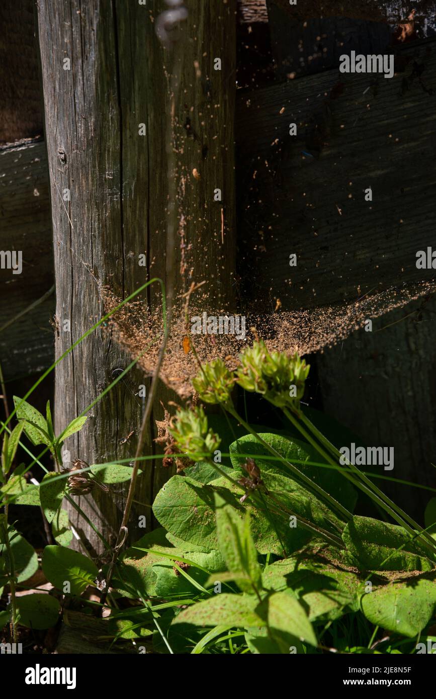 huge network of spiders in a hall full of wood chips next to a wood ...