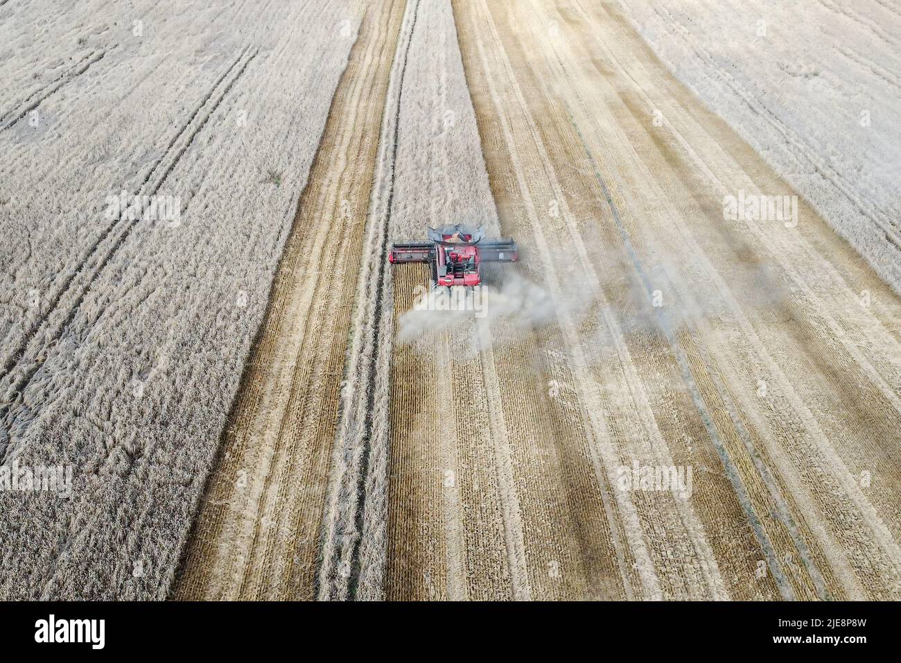 perspective view of a wheat field during the harvest. Bird's eye view ...