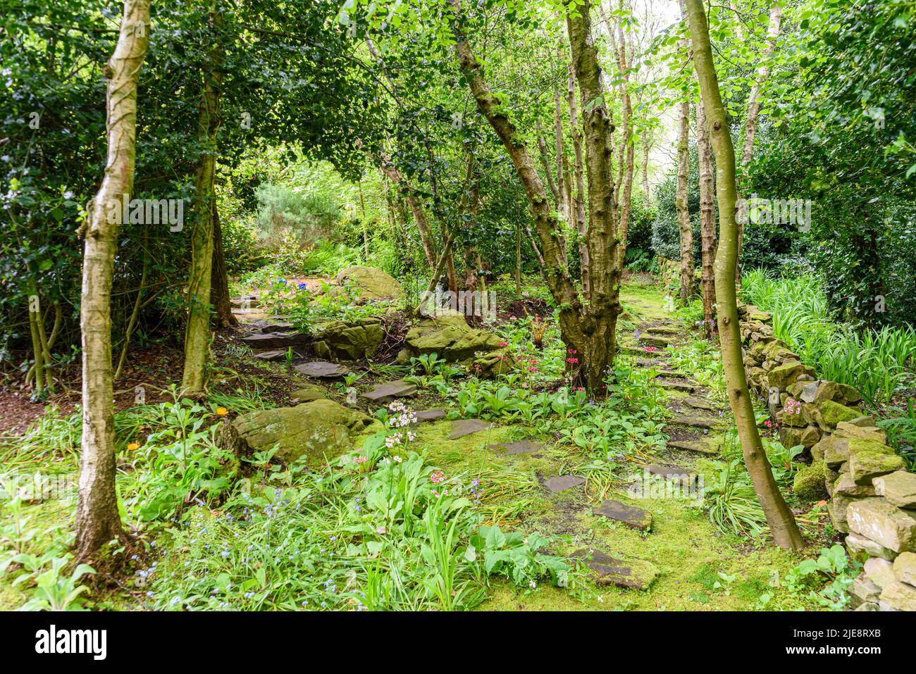 Stone path through a moss covered forest garden area Stock Photo - Alamy