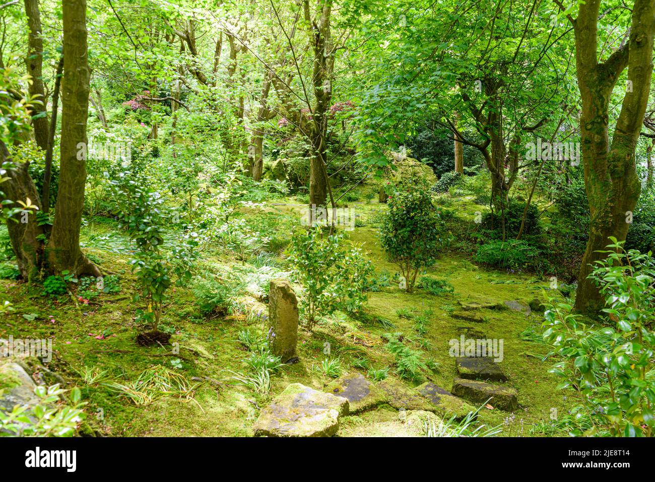 Stone path through a moss covered forest garden area Stock Photo - Alamy
