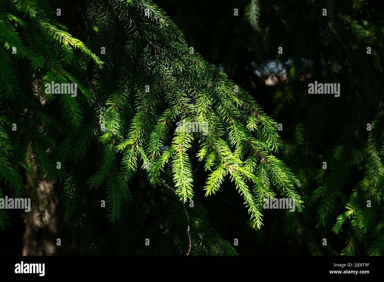 Soft focus and close up of the branches of a green spruce against the ...
