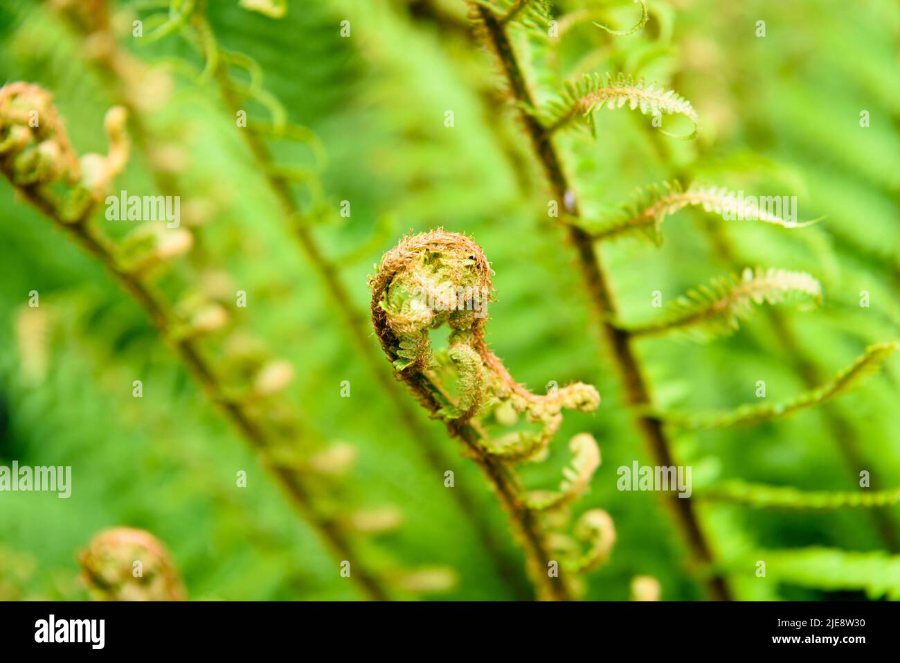 Time to unfurl hi-res stock photography and images - Alamy