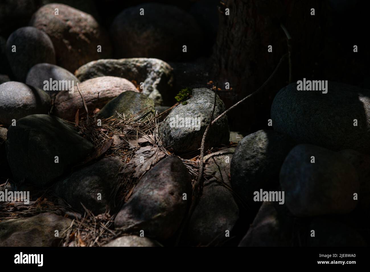pile of stones in the forest with tree needles and branches. Shined in ...
