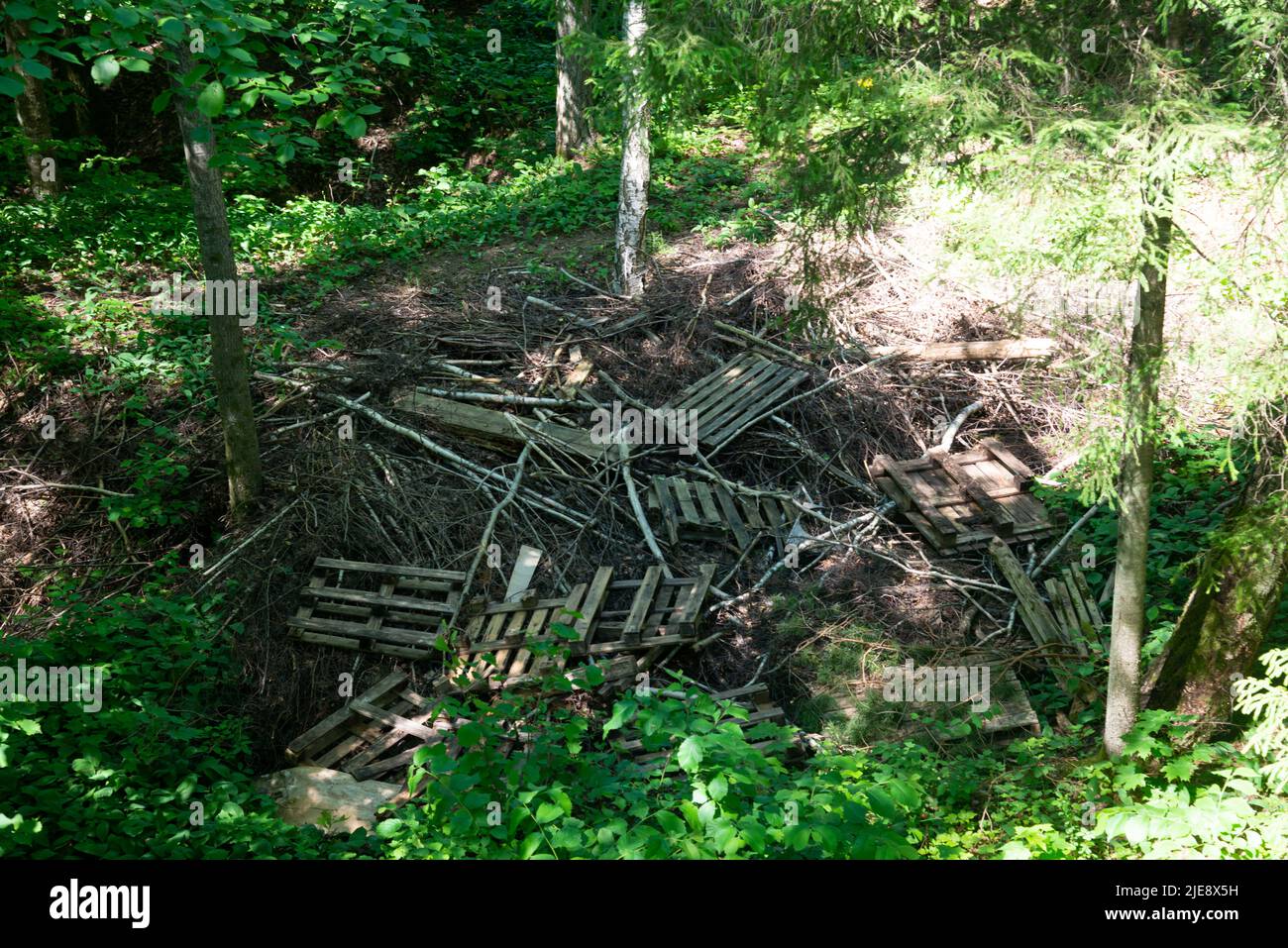 pile of tree branches with wooden pallets in the forest. Dirty nature ...