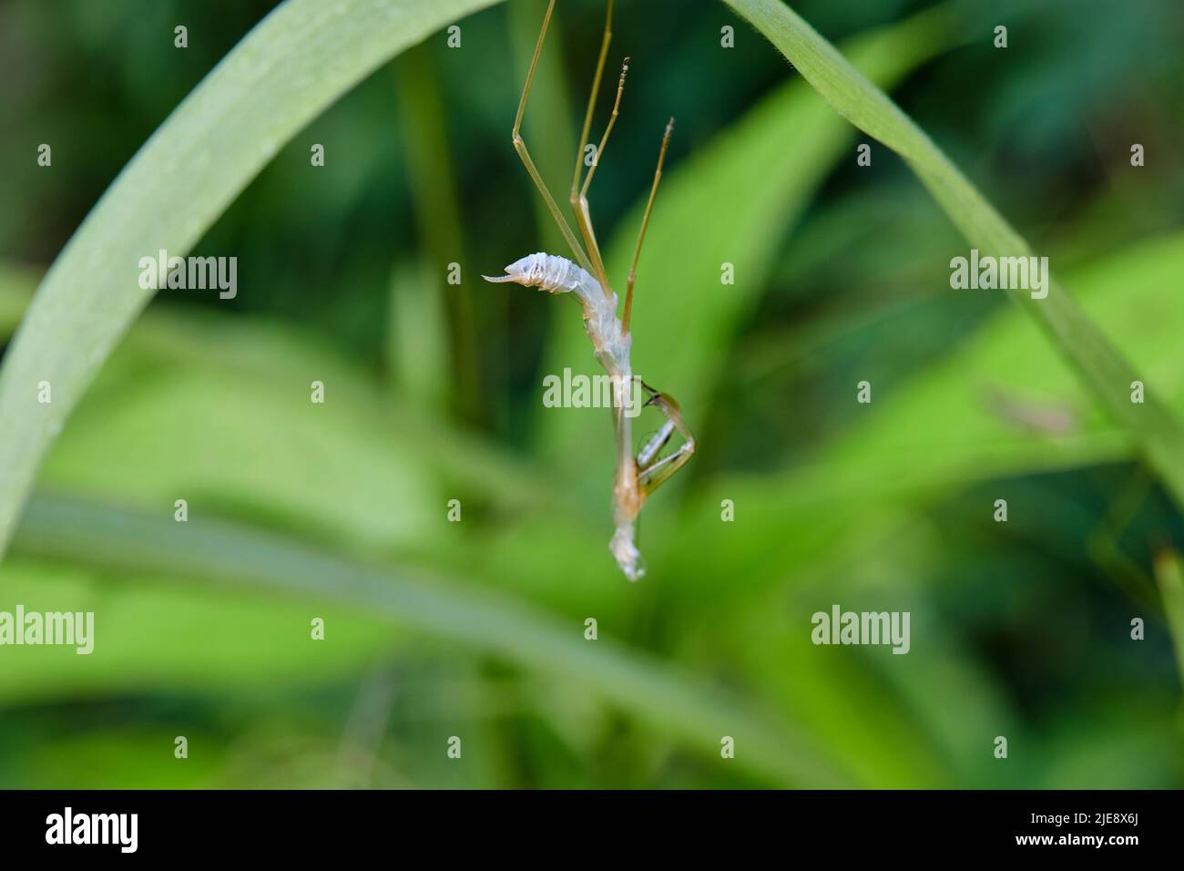 Praying mantis exoskeleton hi-res stock photography and images - Alamy