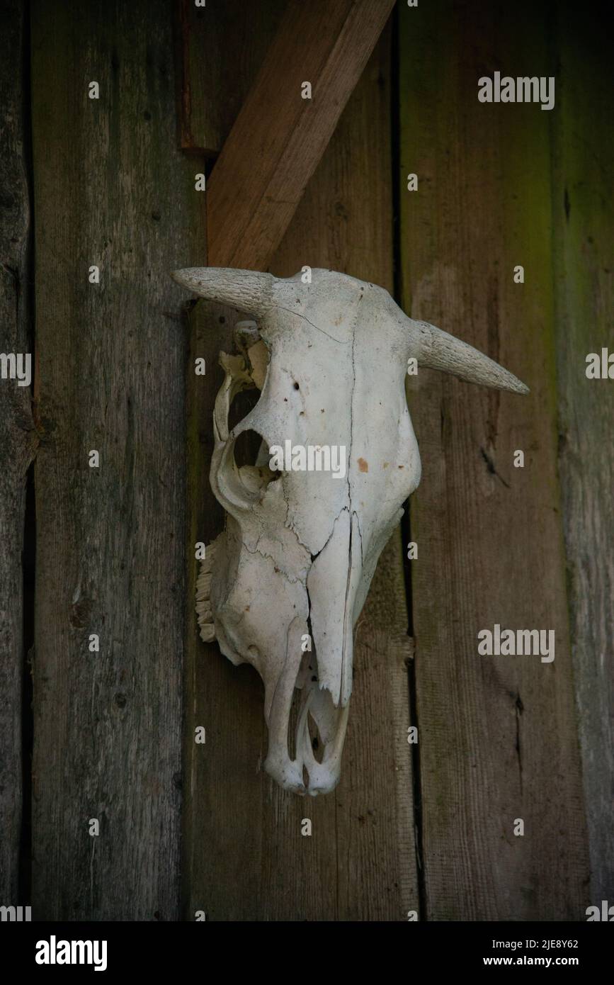 Anatomy cow skeleton hi-res stock photography and images - Alamy