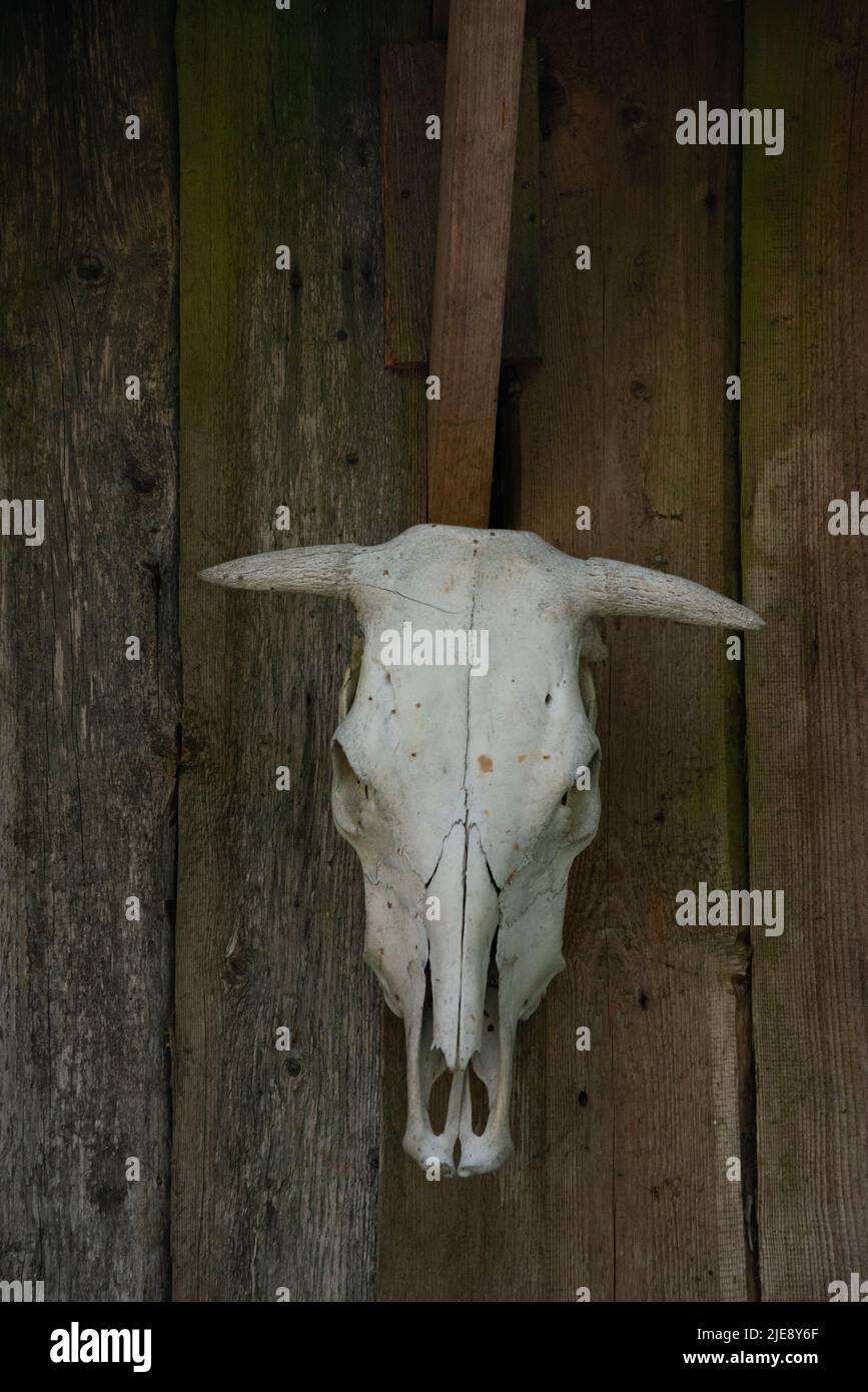 Bull anatomy hi-res stock photography and images - Alamy