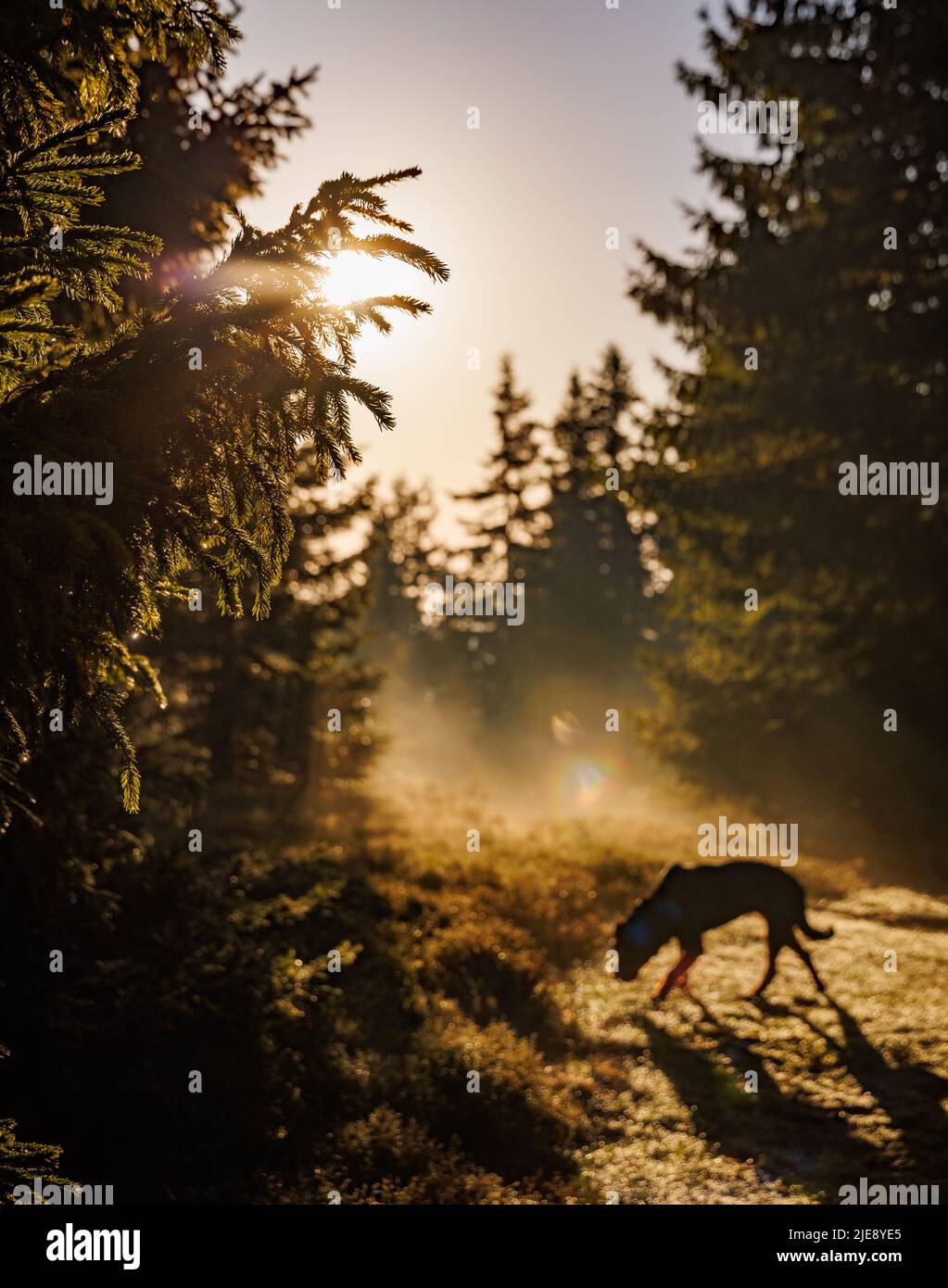 A terrible hungry wild animal resembling wolf or dog walks through a ...