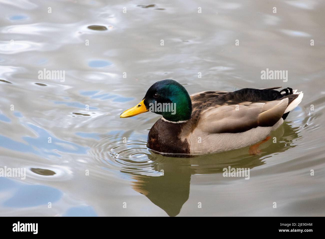 Male mallard duck floating on a lake Stock Photo - Alamy