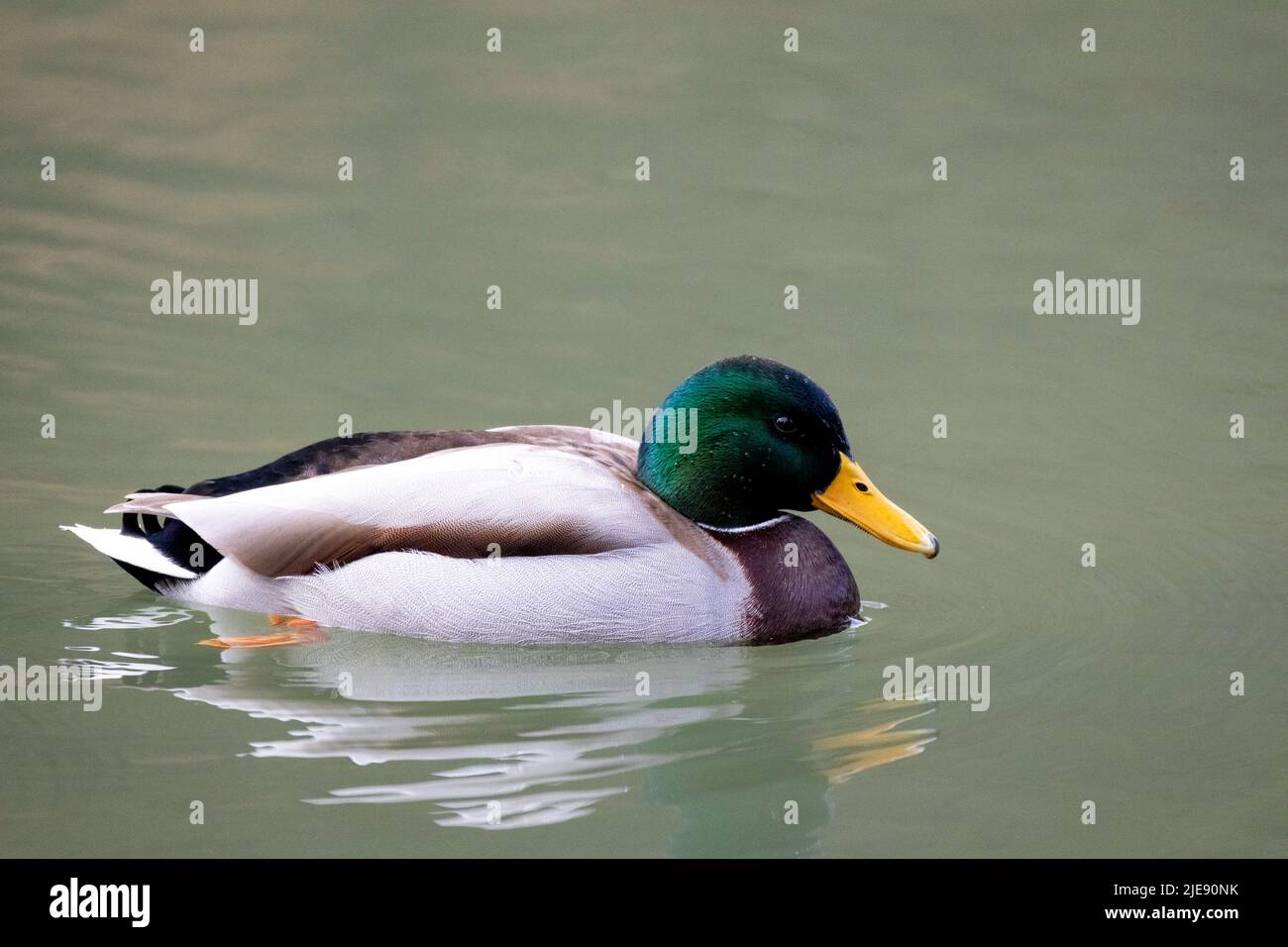 Male duckling hi-res stock photography and images - Alamy