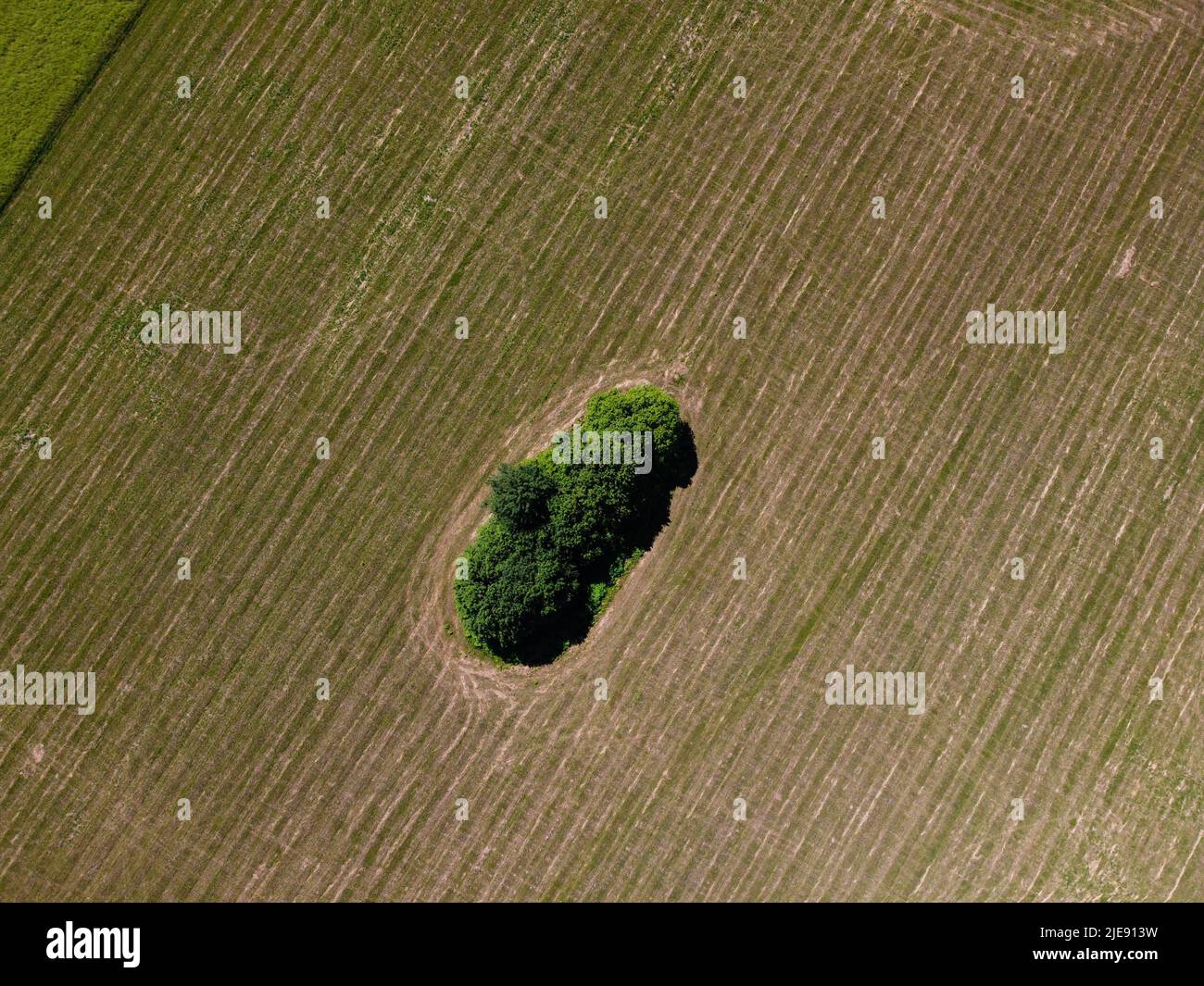 Aerial view of an oak tree in a field of hi-res stock photography and ...