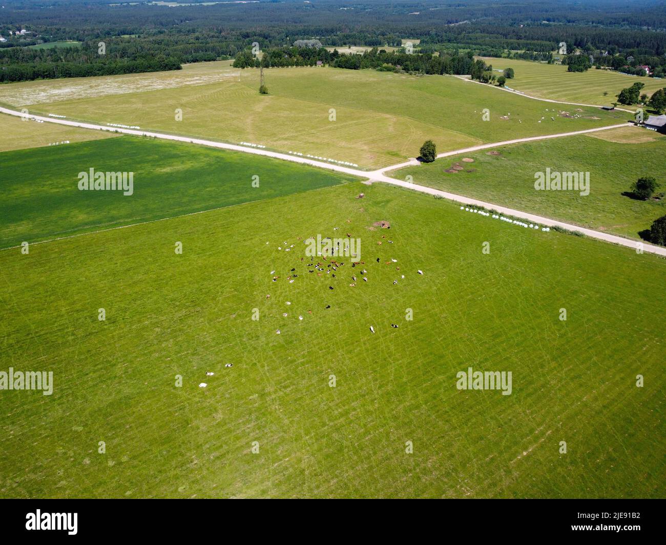 Aerial view of cows herd grazing on pasture field, top view drone pov ...