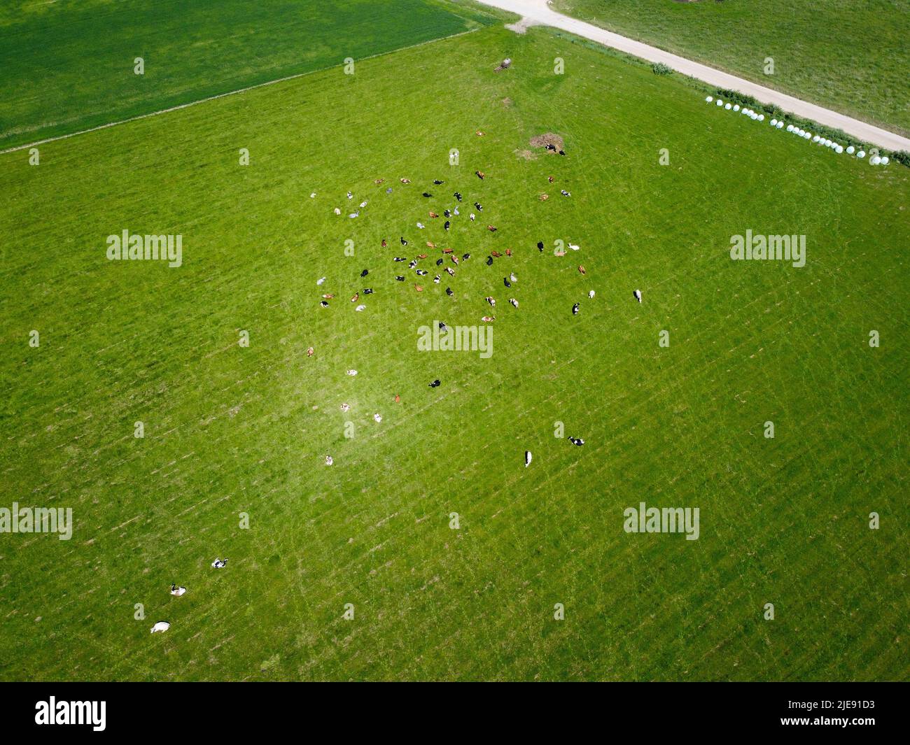Beef production aerial hi-res stock photography and images - Alamy