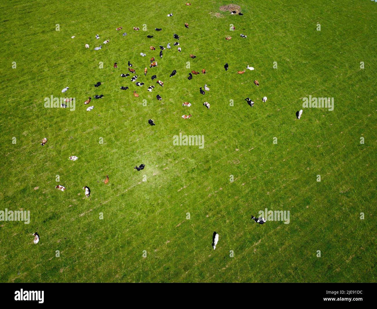 Aerial photo grazing cattle hi-res stock photography and images - Alamy