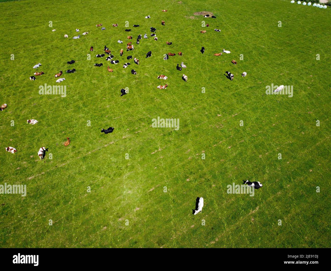 Aerial top-down photo of meadow with red Holstein Friesians cattle ...