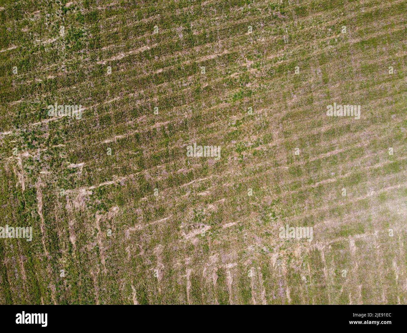 Aerial view of agro rural green fields with seedlings. Background for ...
