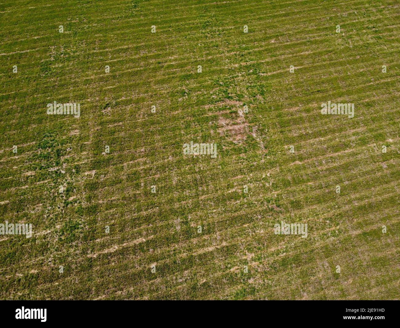 Aerial view of agro rural green fields with seedlings. Background for ...