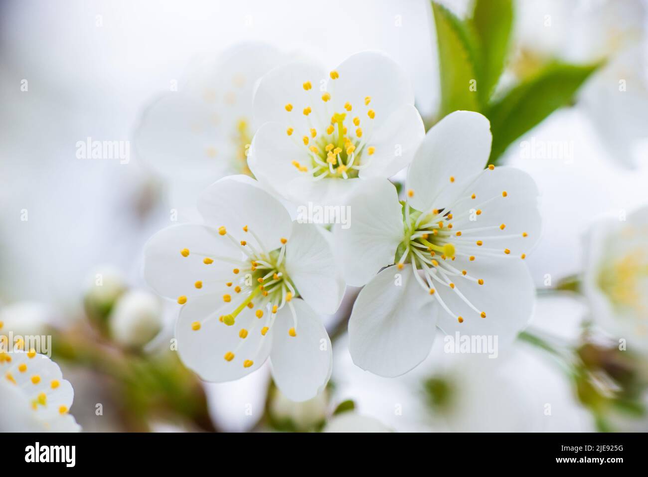 White cherry flowers on a branch on a sunny day on a light background ...