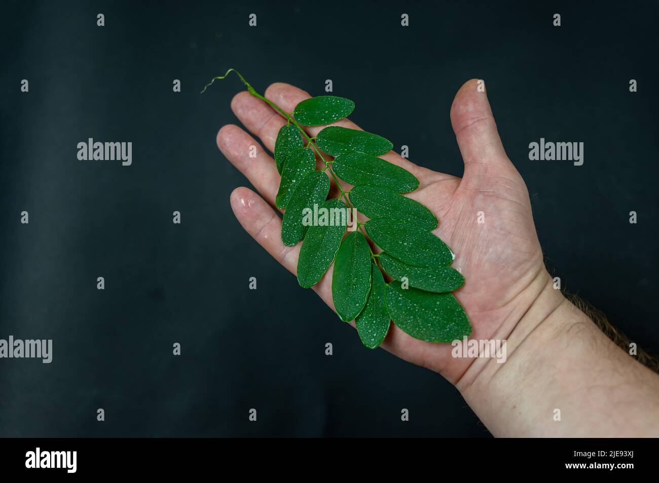 Green leaves of Robinia pseudoacacia lie in open male palm against a ...