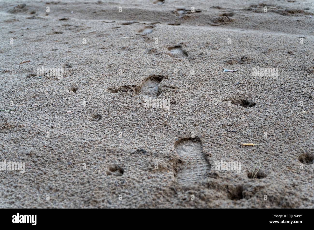 Human footprints dog paw prints hi-res stock photography and images - Alamy