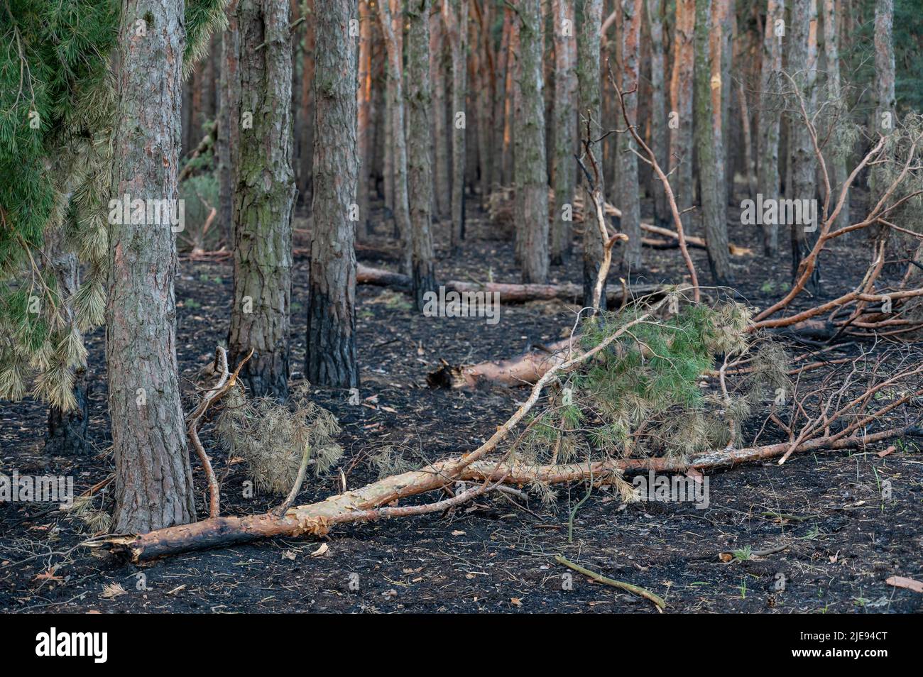 Broken trees in the forest after bombing or shelling. Shrapnel marks on ...
