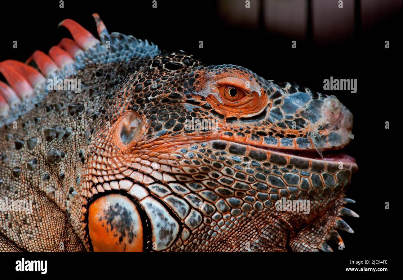 a close up of a green iguana within a nature preserve in melaka ...