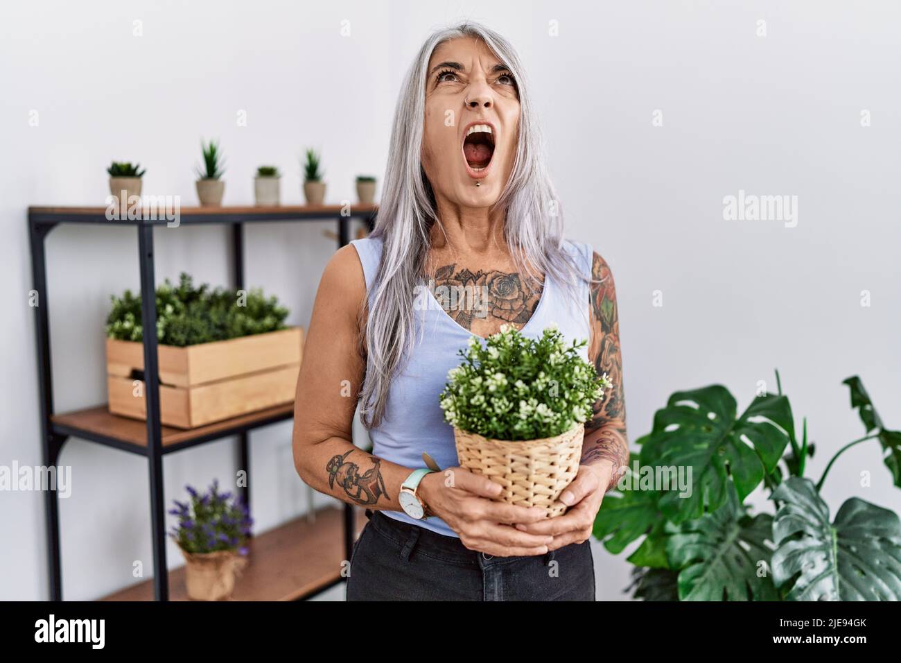 Middle age grey-haired woman holding green plant pot at home angry and ...