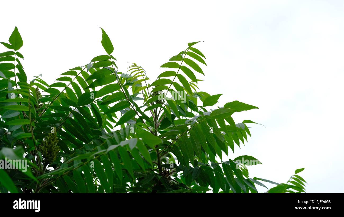 Tropical Background green tree shaking by the wind on a white ...