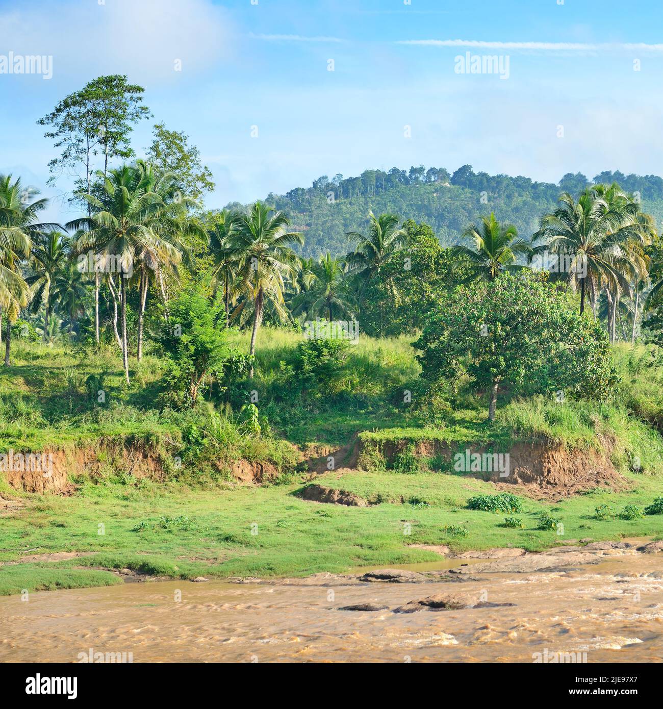 Equatorial forest near the river Stock Photo - Alamy