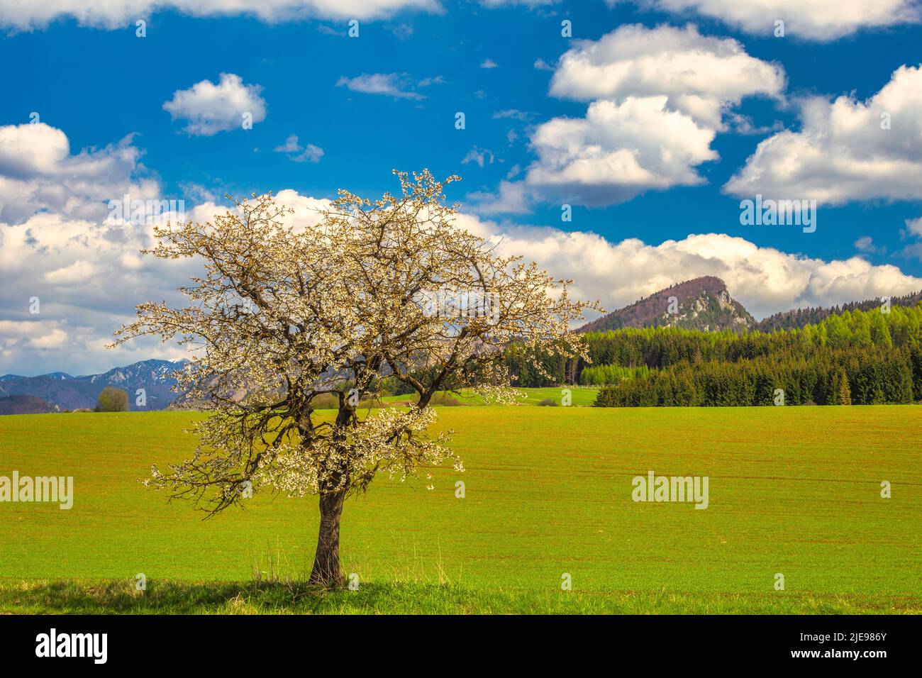 Blooming fruit tree in the foreground of a sunny spring landscape with ...