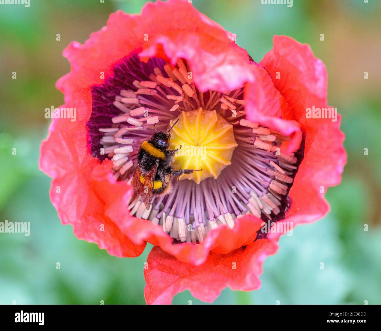 Bumblebee (bombus) inside a red poppy flower (papaver orientale Stock ...