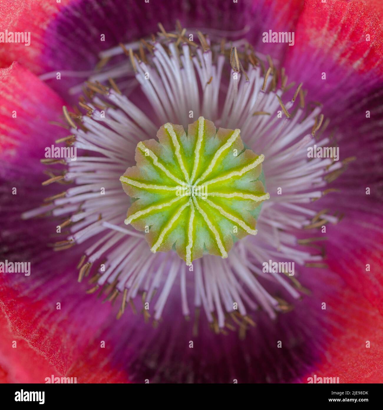 Poppy pod hi-res stock photography and images - Alamy