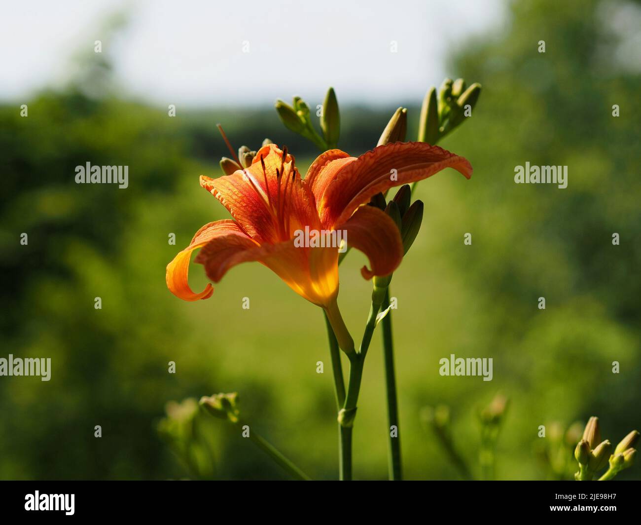 Beautiful orange day lily (Hemerocallis fulva) in a garden in Ottawa ...