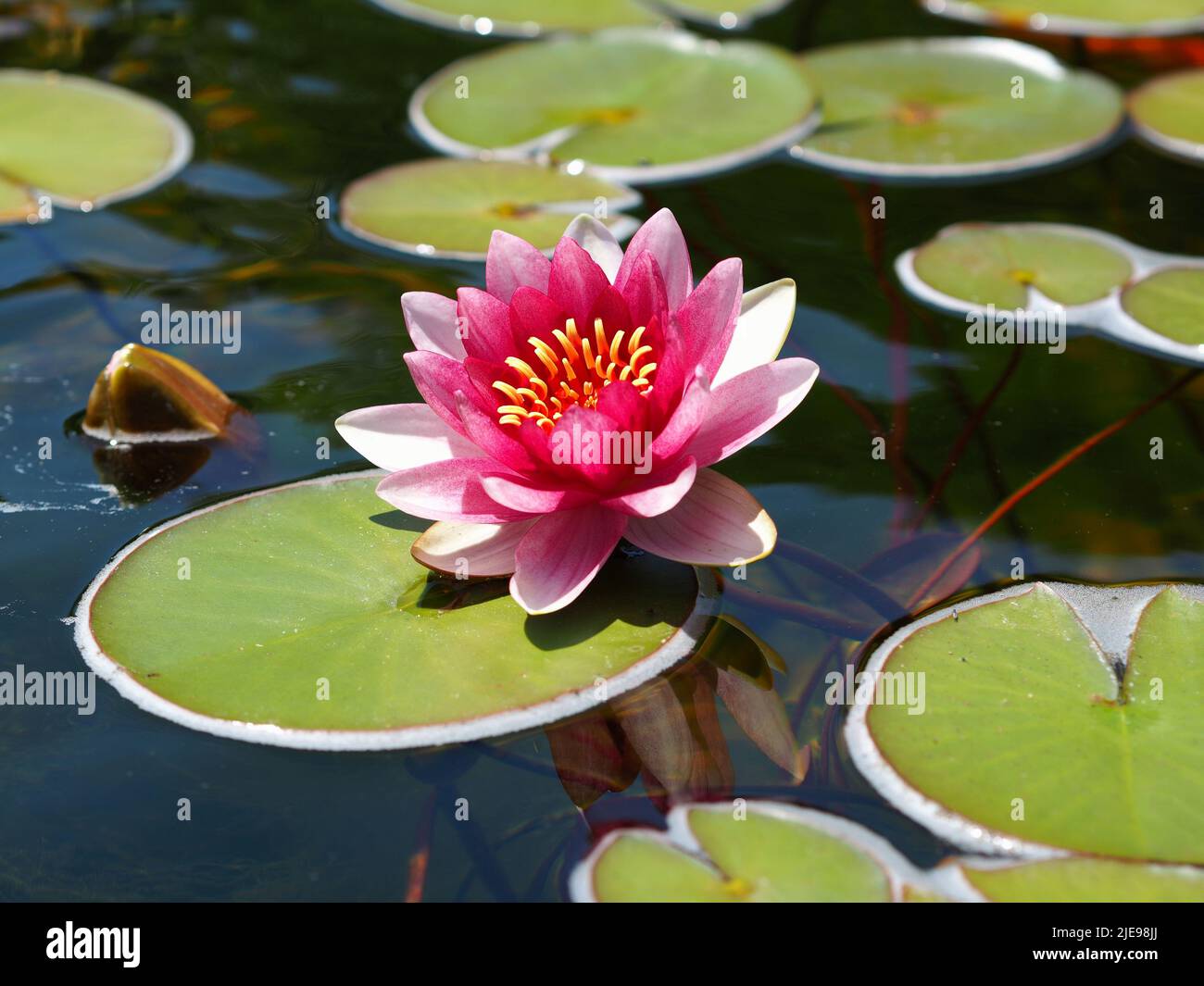 Beautiful pink and red flower of a waterlily (Nymphaea candida) in a ...
