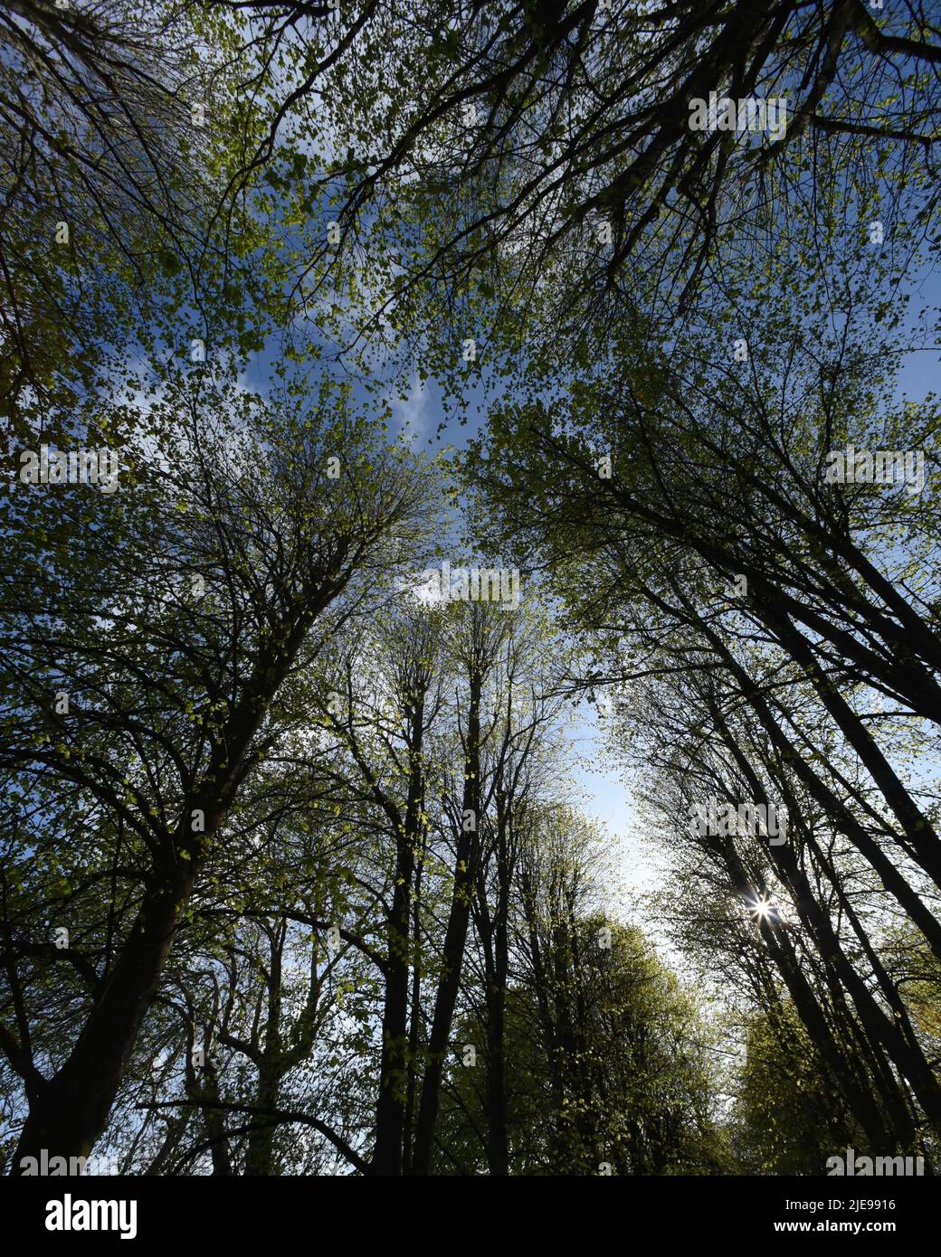 "forest trees", "woodlands", "Glade", "spring woods view", " blue sky ...