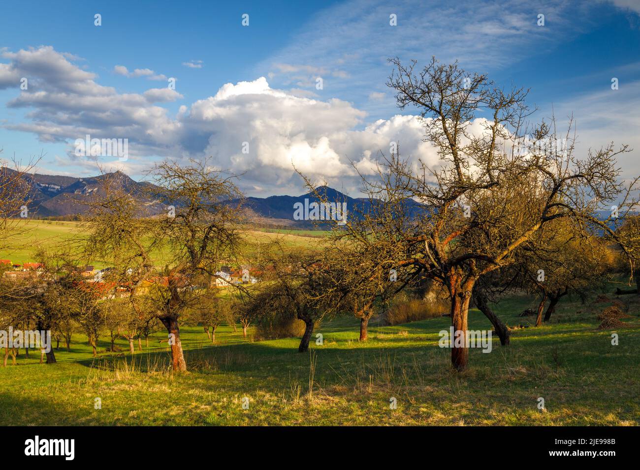 Sunny spring rural landscape, orchards on the edge of the village with ...